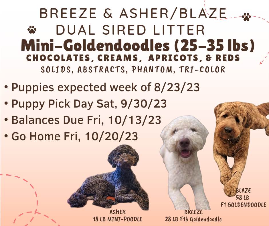 Planned Litters - Stormie’s Doodles