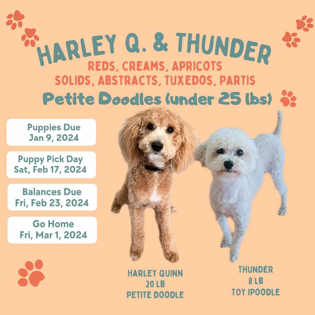 Planned Litters - Stormie’s Doodles