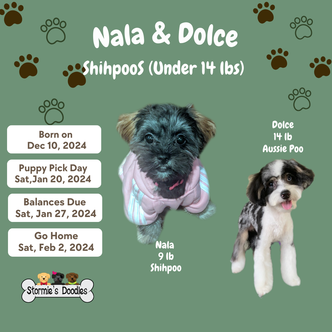 Planned Litters - Stormie’s Doodles